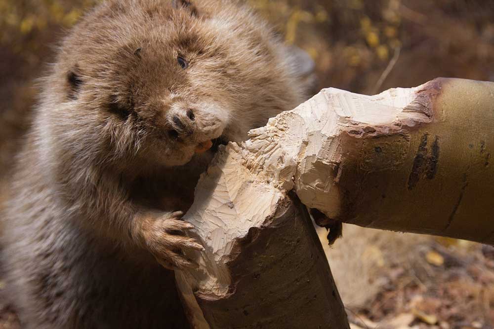 Beavers The Hardest Working Nuisance You ll Ever Have Attic Kings
