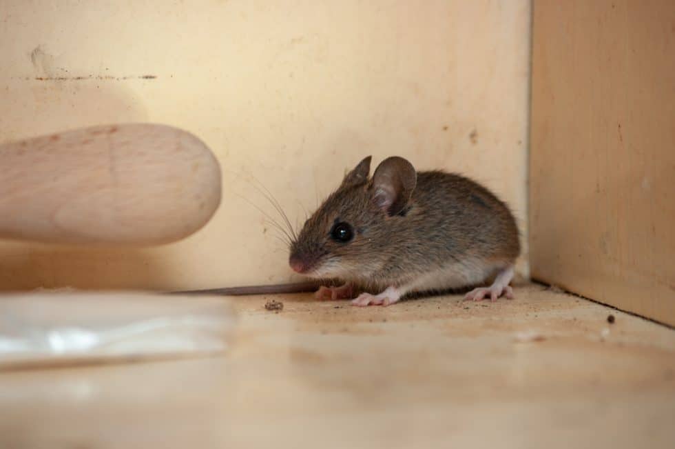 How to Tell if You Have Mice or Rats: Key Differences and What They ...